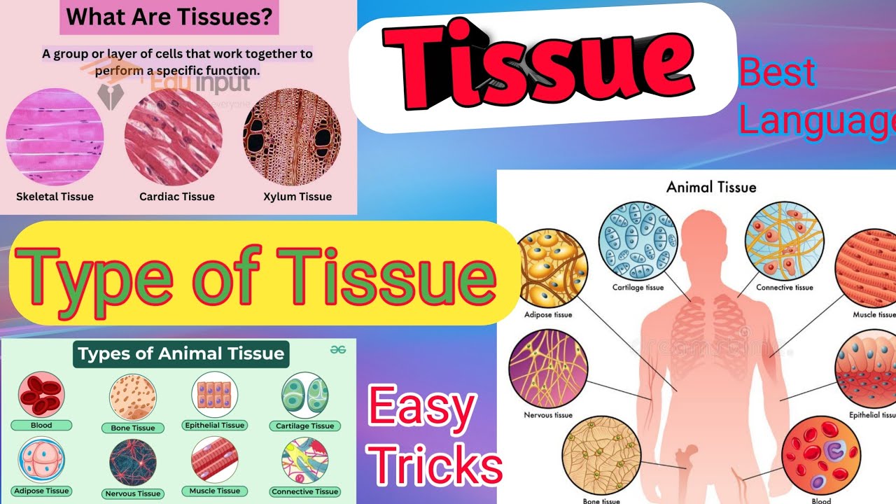 Tissue/ऊतक/ऊतक के प्रकार /Types of Tissue/Definition /Example - YouTube