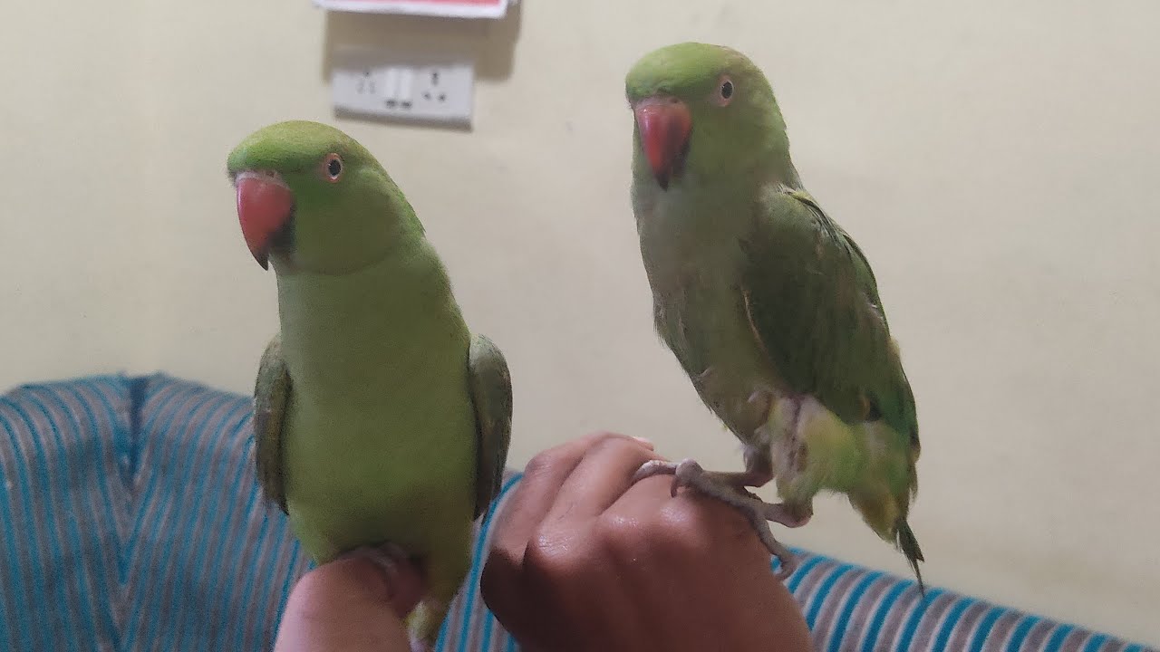 INDIAN PARROT RIO is live - YouTube