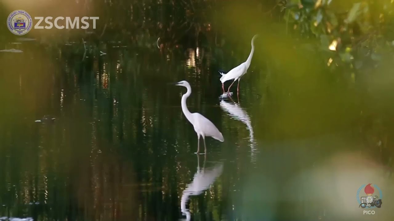 This is ZSCMST - YouTube