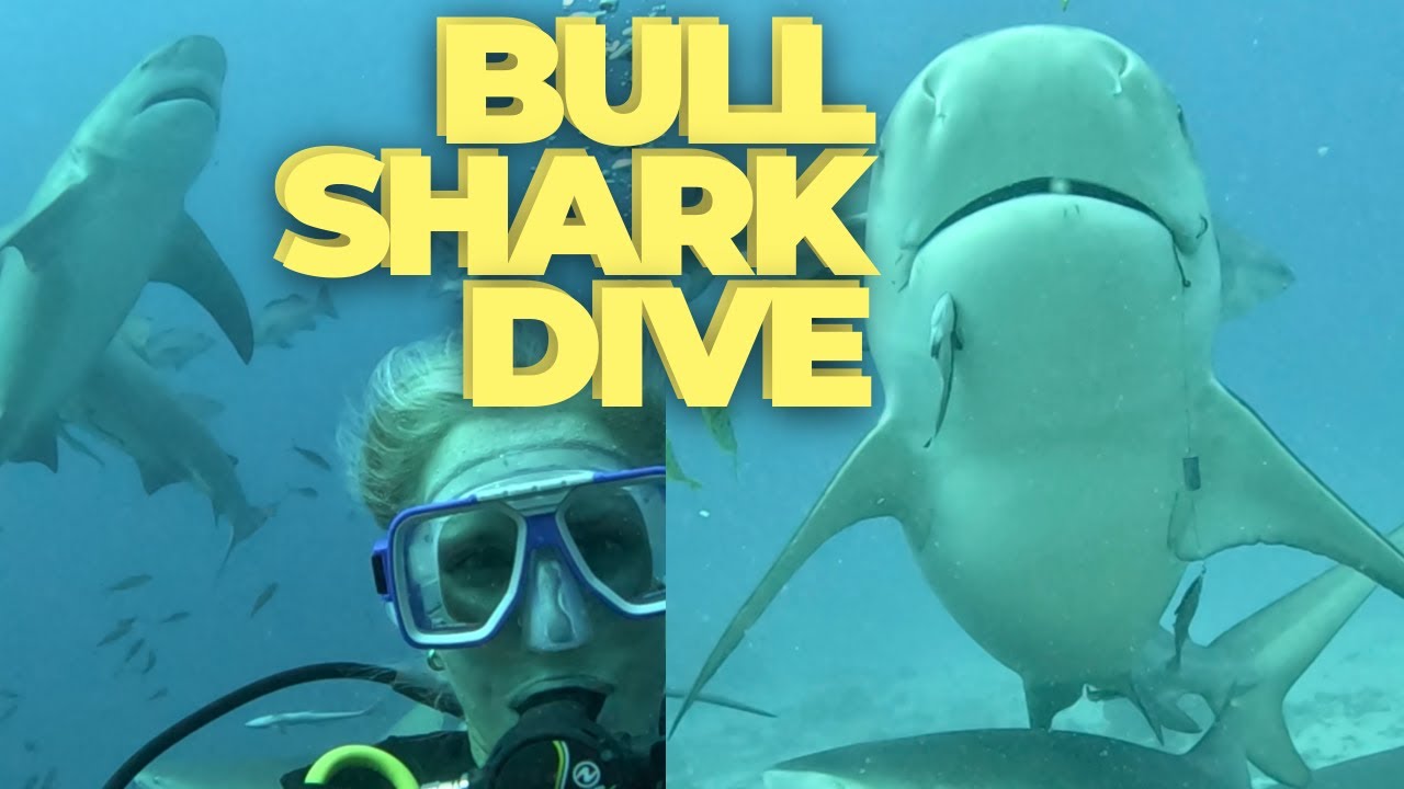 Bull Shark Dive | My Experience Scuba Diving with Bull Sharks in Fiji ...