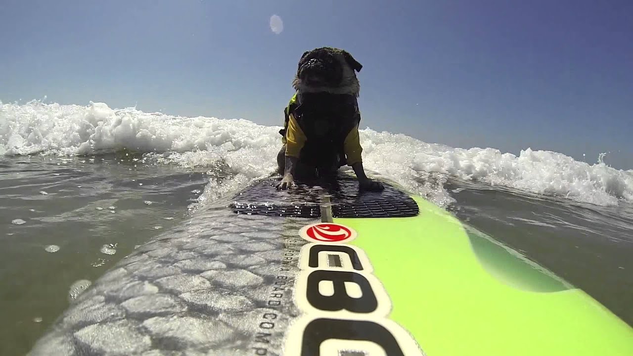 Surfing Huntington Beach | Brandy The Pug - YouTube