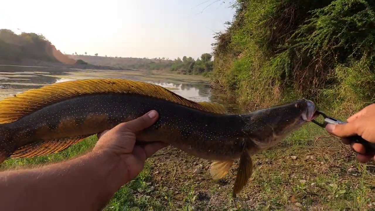 Indian Snakehead (Murrel) Best lure - YouTube