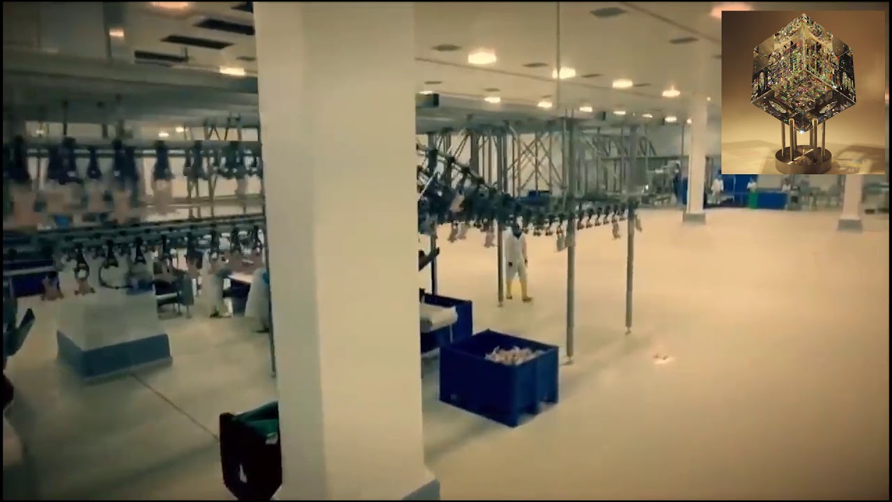 Modern Ultra Chicken Meat Processing Factory, Amazing Food Processing ...