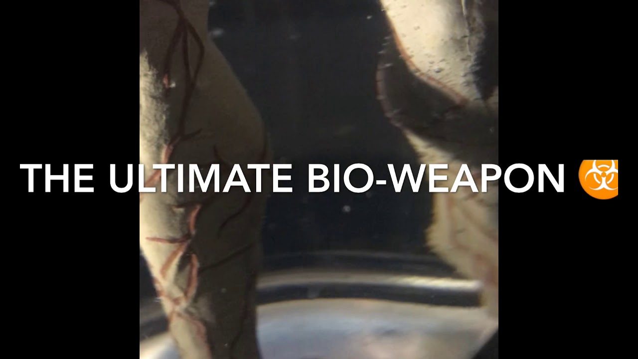 The Ultimate Bio-Weapon ☣️ - YouTube