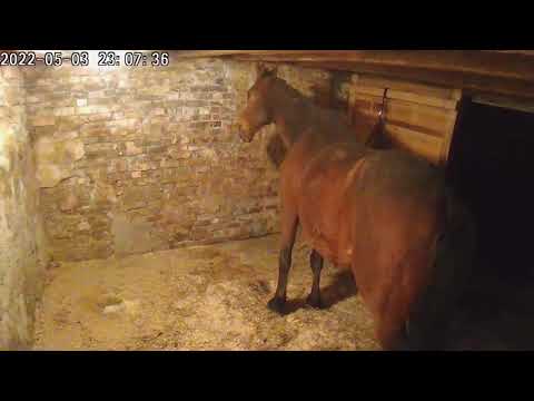 Horse farting like a boss for the camera