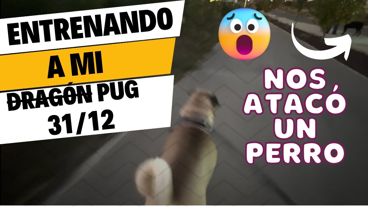 CÓMO ENTRENAR A MI DRAGÓN...DIGO PUG || Carrera 5km || 31 12 || La última del año - YouTube