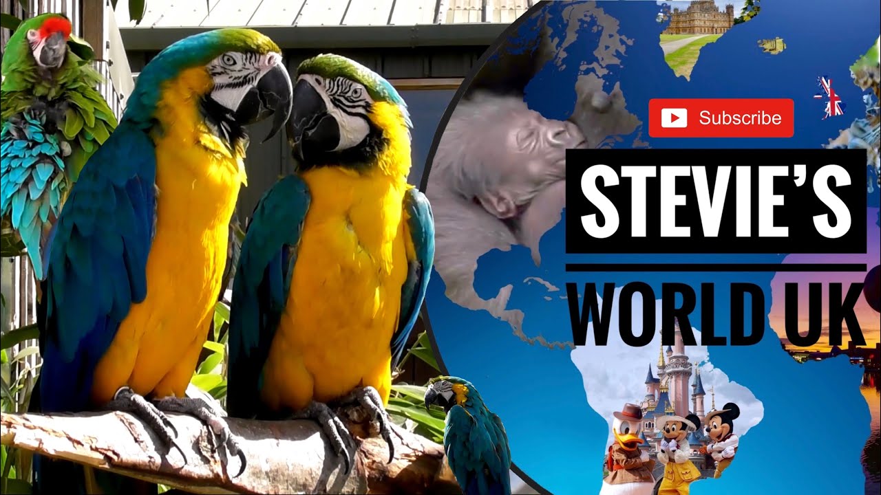 THE PARROTS OF LONGLEAT - YouTube