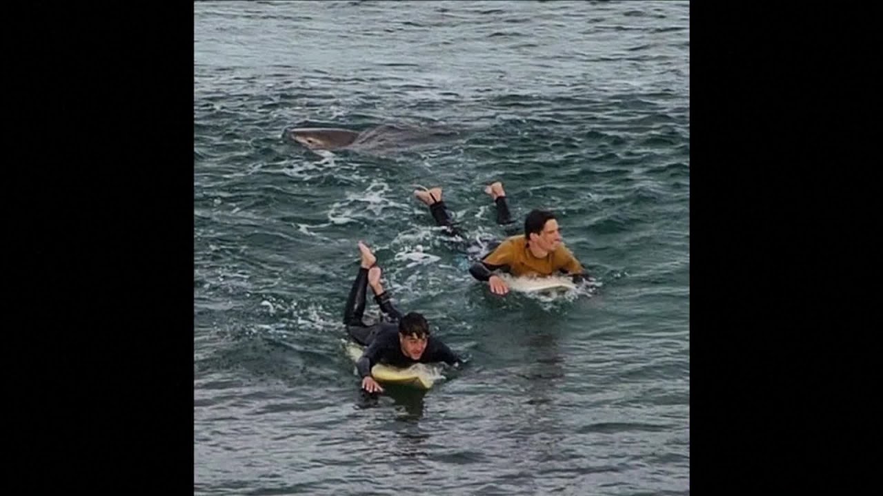 Caught on Camera: Shark bites surfer's leg in Australia - YouTube
