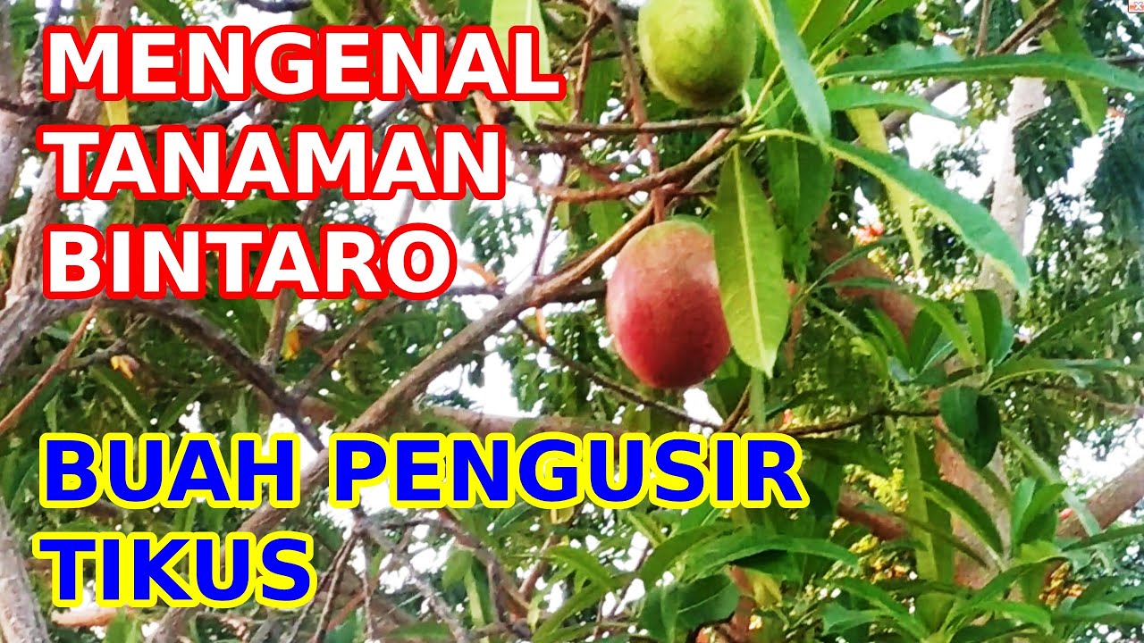 MENGENAL TANAMAN BINTARO | BUAHNYA BISA MENGUSIR TIKUS - YouTube