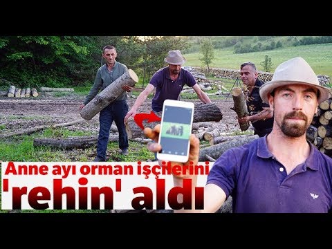 Ayıların 'Rehin' Aldığı Orman İşçilerini Polis Ekipleri Kurtardı
