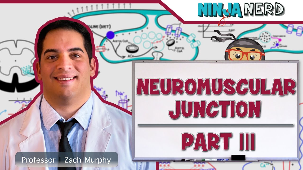 Musculoskeletal System | Neuromuscular Junction | Sliding Filament ...