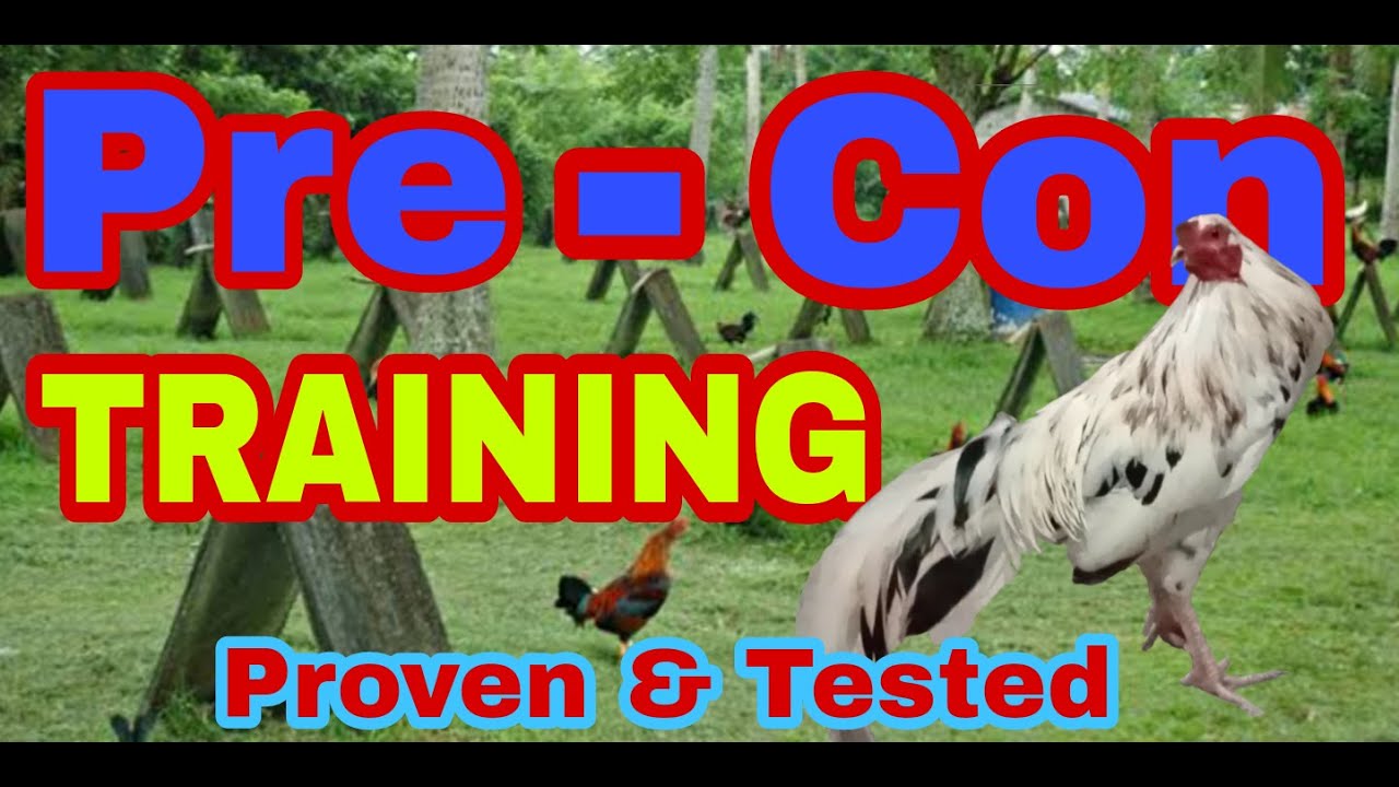 Paano Mag-Pre-con ng Game Rooster / Pre-Conditioning Method with Rare ...