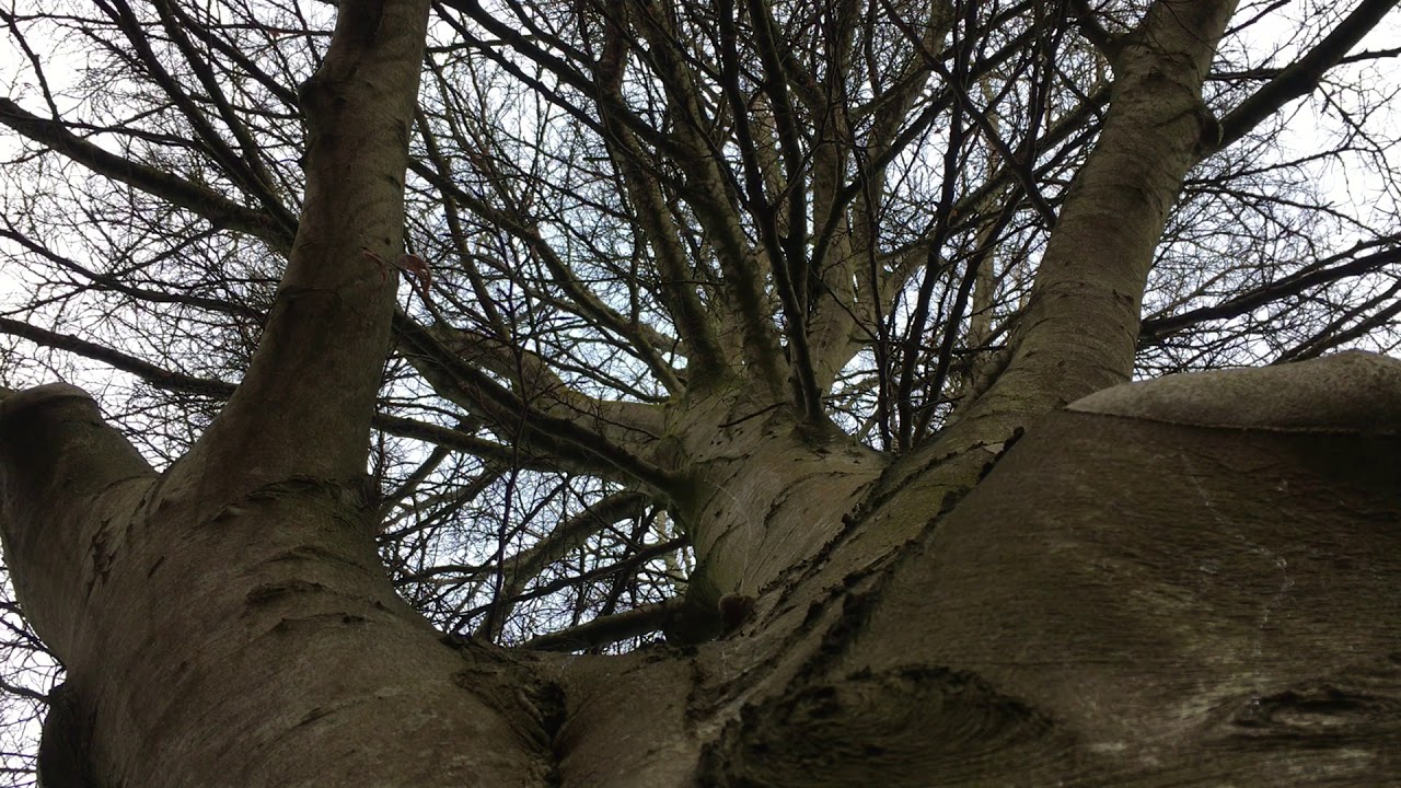 Fern-leaved Beech (Fagus sylvatica 'Asplenifolia') - canopy - March ...