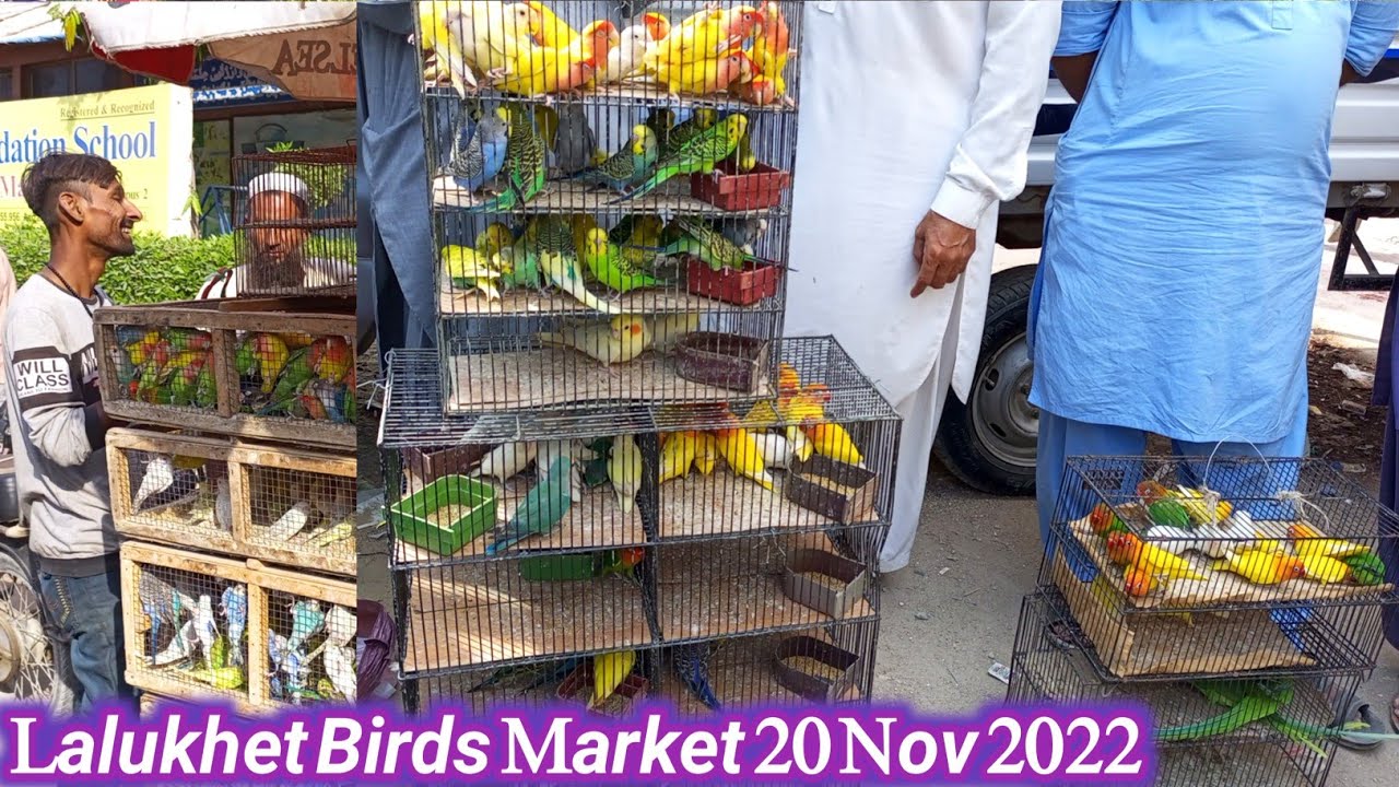 Lalukhet Birds Market Latest Updates 20 November 2022 in Urdu/Hindi ...