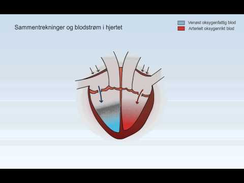 Sirkulasjonssystemet