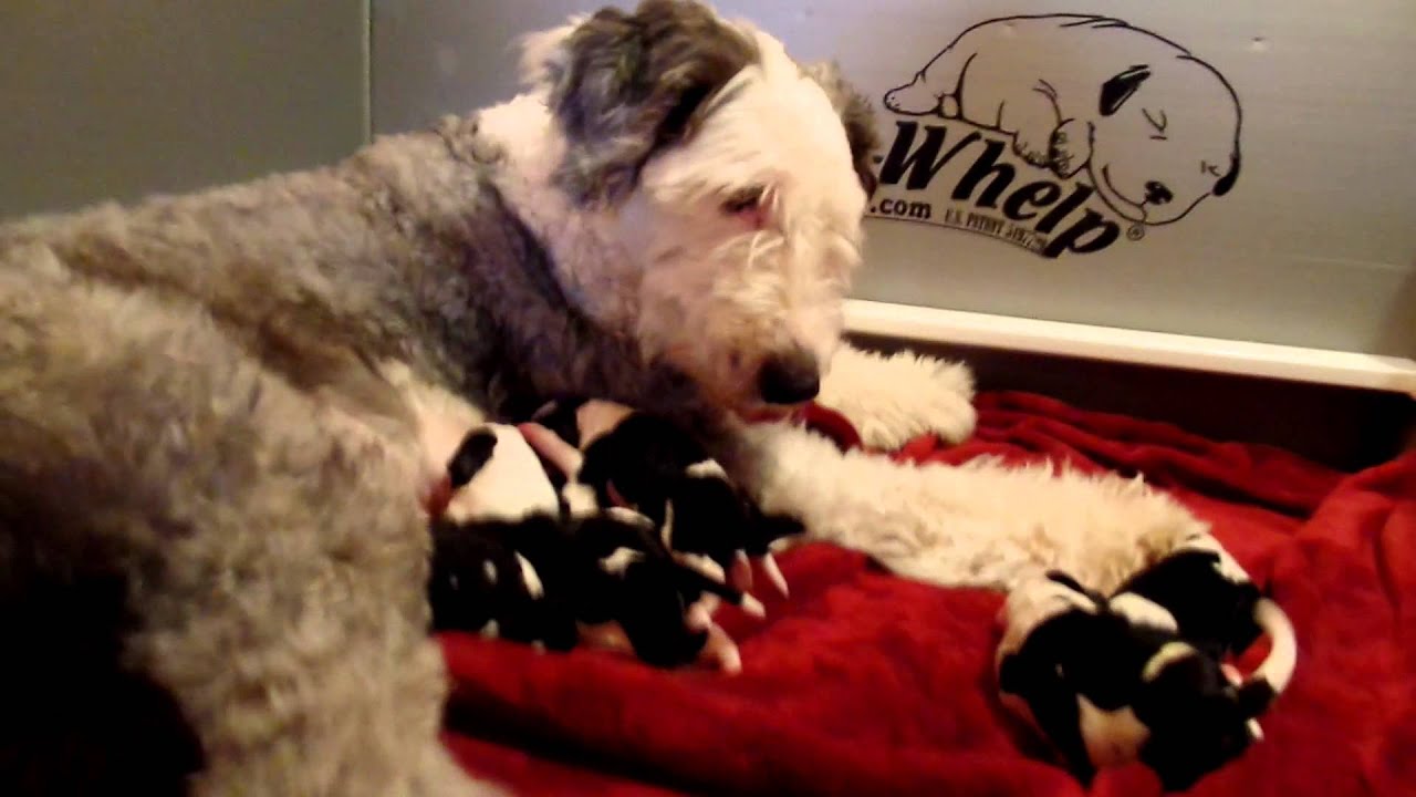 After dew claw removal - YouTube