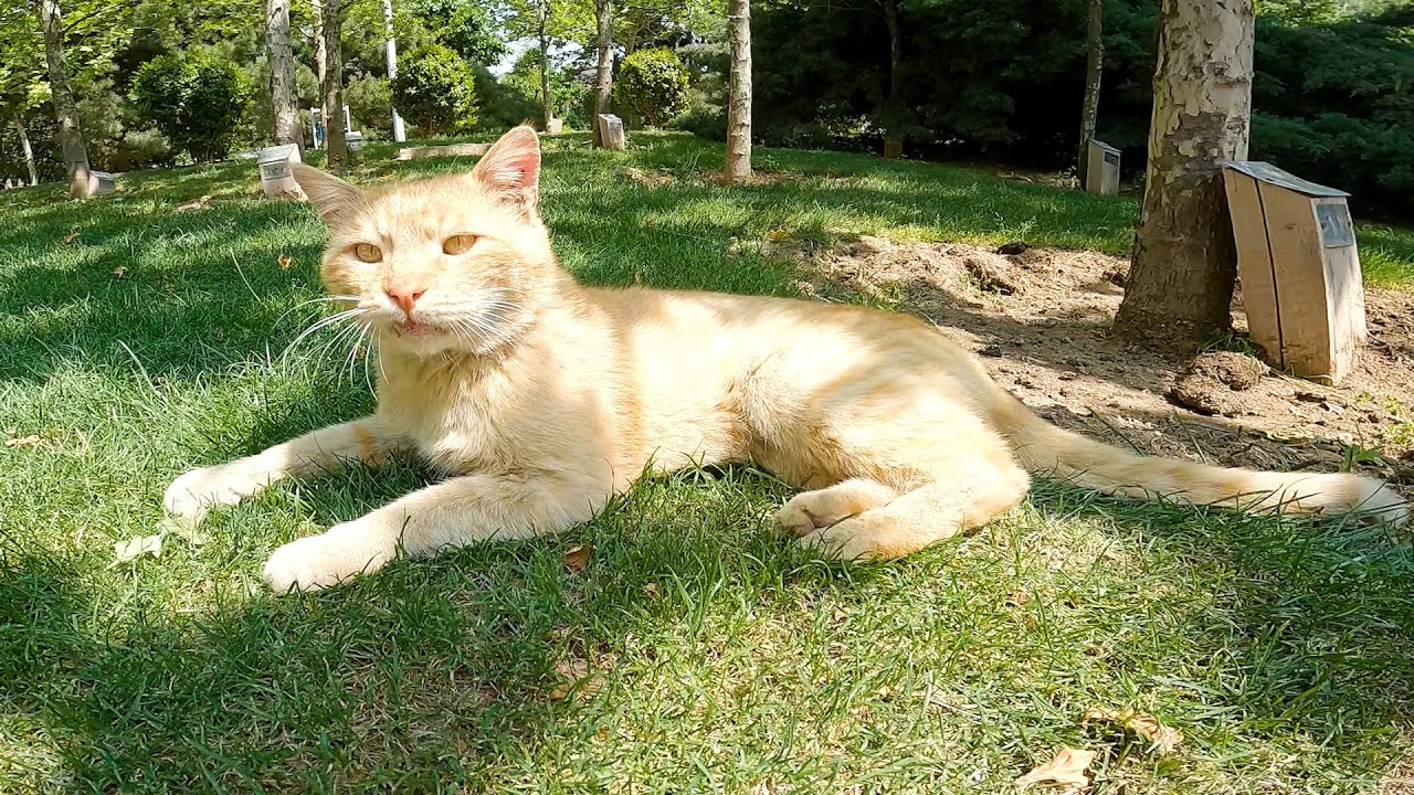 The old orange cat is resting on the grass and meowing for food - YouTube