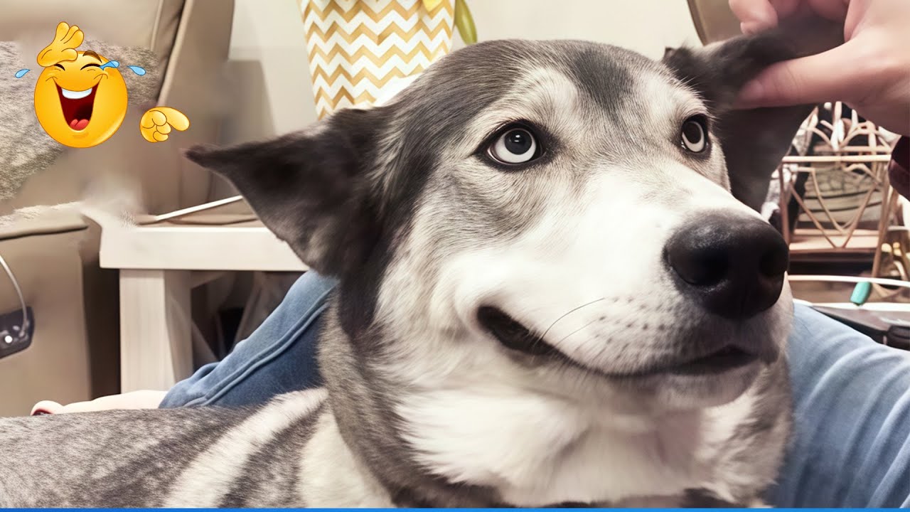 The Funniest Pet Videos Compilation 😹🐶 Funny Animals That Will Make You ...