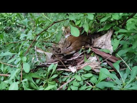 VEERY nest 2020 6 27 part A - YouTube