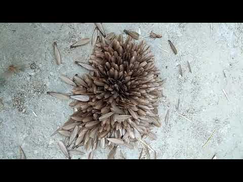 What Insects Come Out After Rain