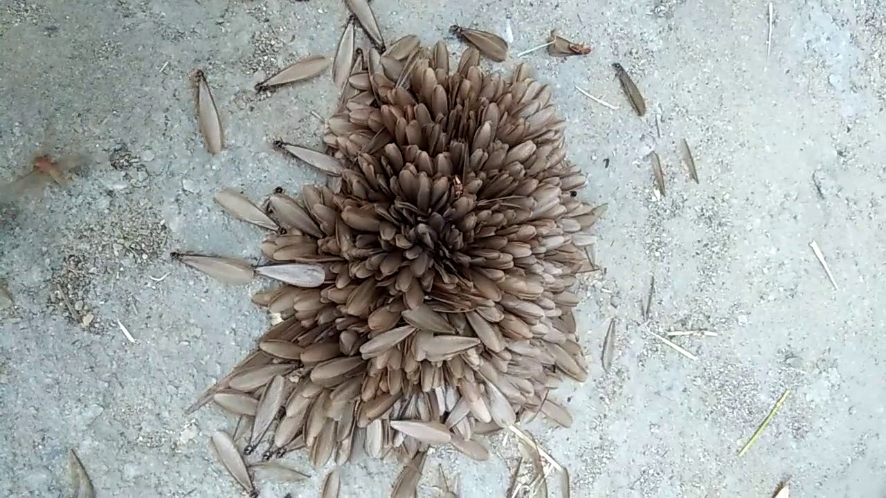 Flying insects, during rainy season 😊😊 - YouTube