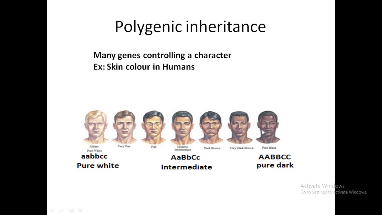 Pleiotropy and polygenic inheritance - YouTube