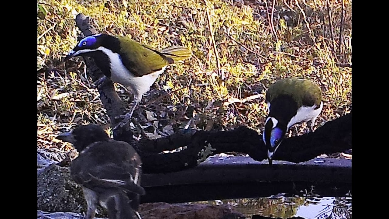 Blue faced Honeyeater with aggressive birds - YouTube