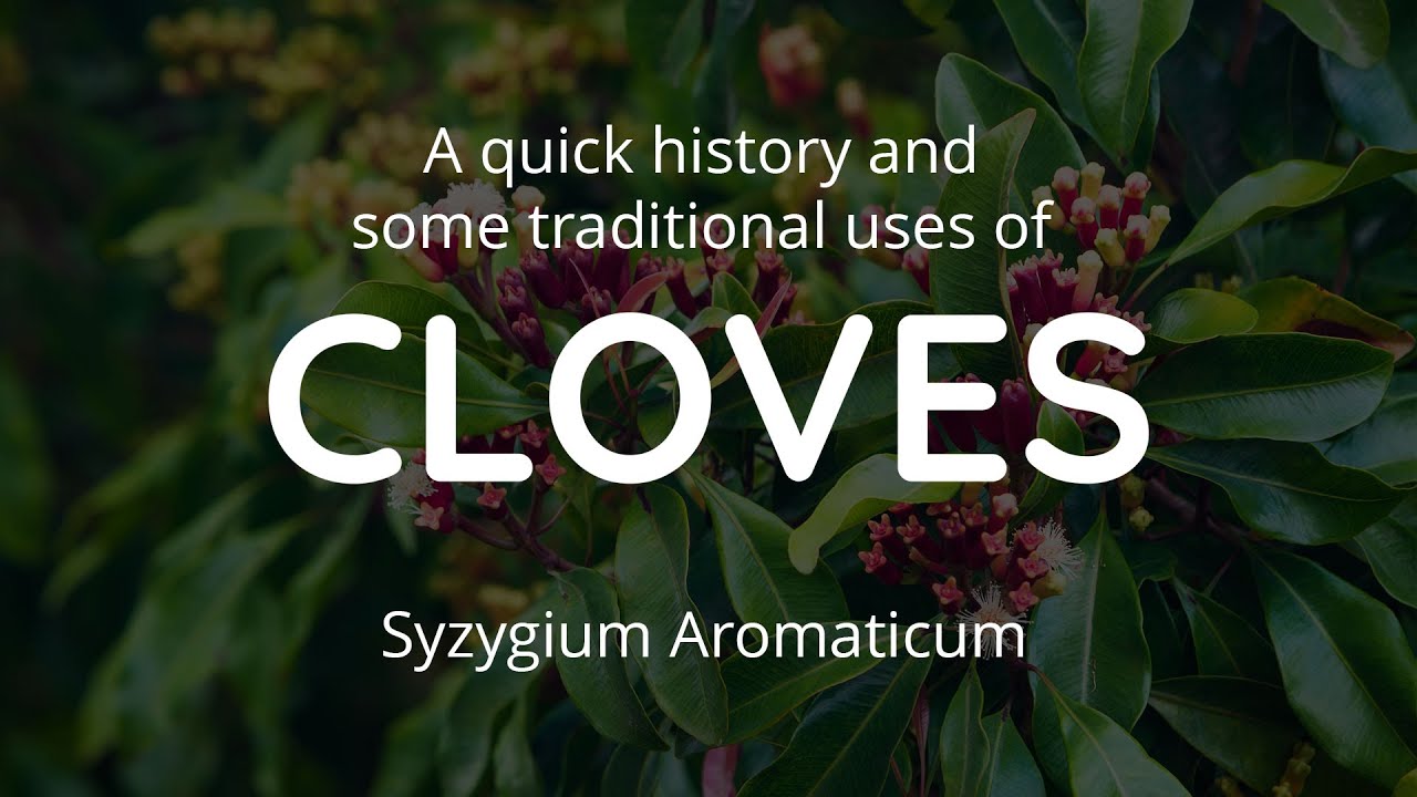 Clove — Syzygium Aromaticum — History and Traditional Uses - YouTube