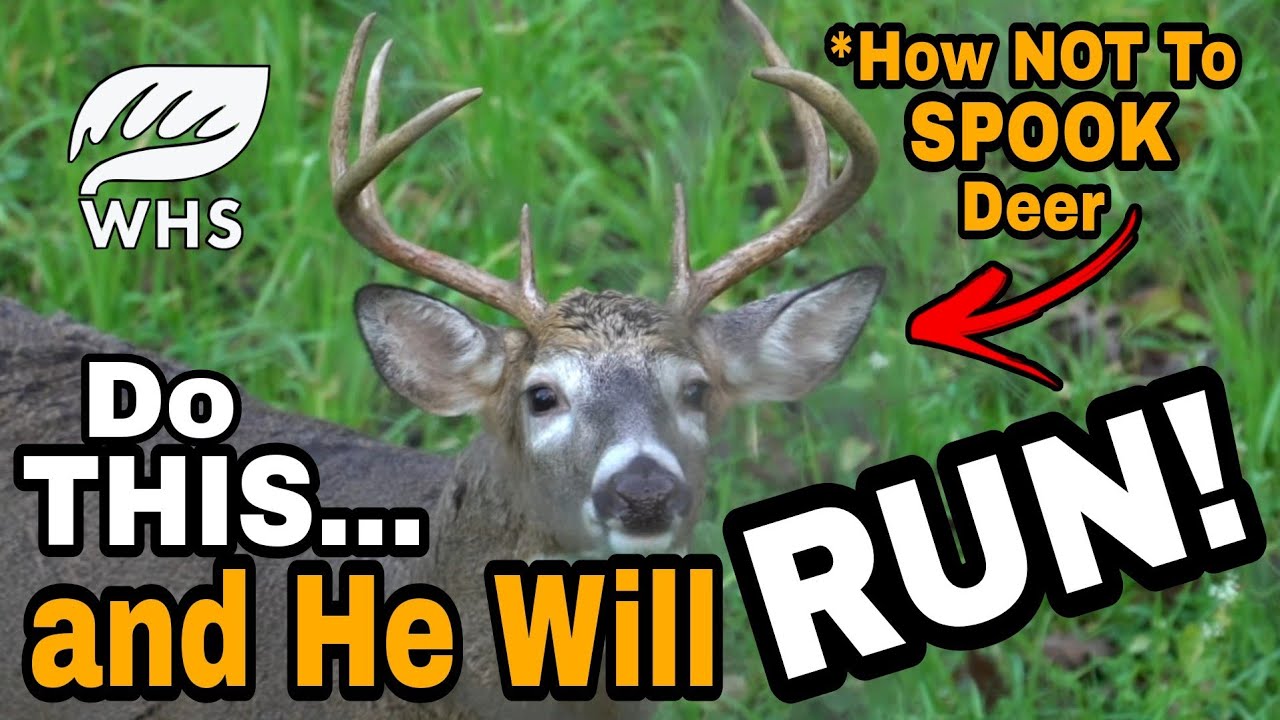 #1 Way To Spook A Buck - YouTube