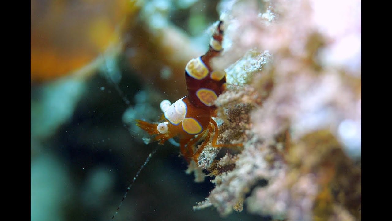 Reef Cleaning station - YouTube