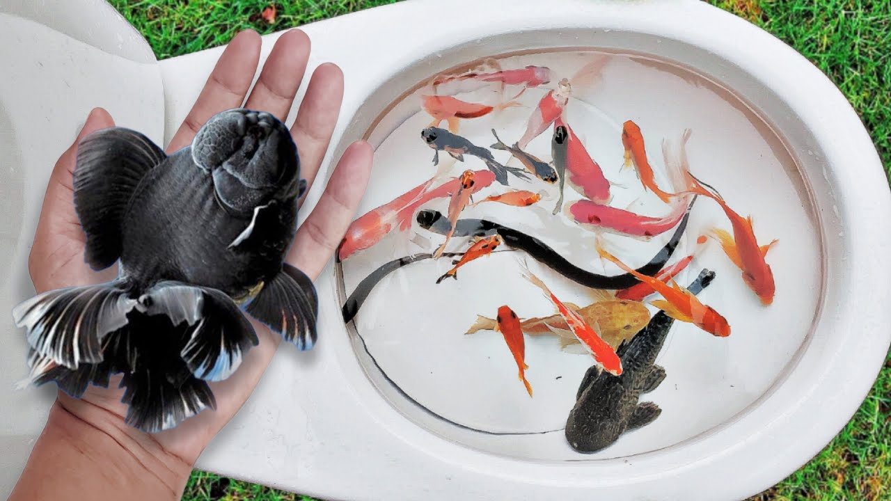 Unbelievable Catching Of Fancy Ornamental Catfish, PingPong Pearlscale ...