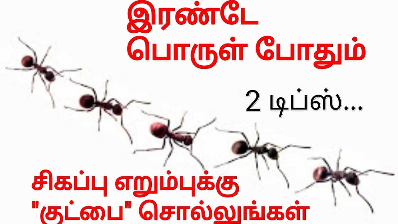 சிகப்பு எறும்புக்கு "குட் பை" சொல்லுங்கள்/நிரந்தர தீர்வு/2டிப்ஸ்/Kayal ...