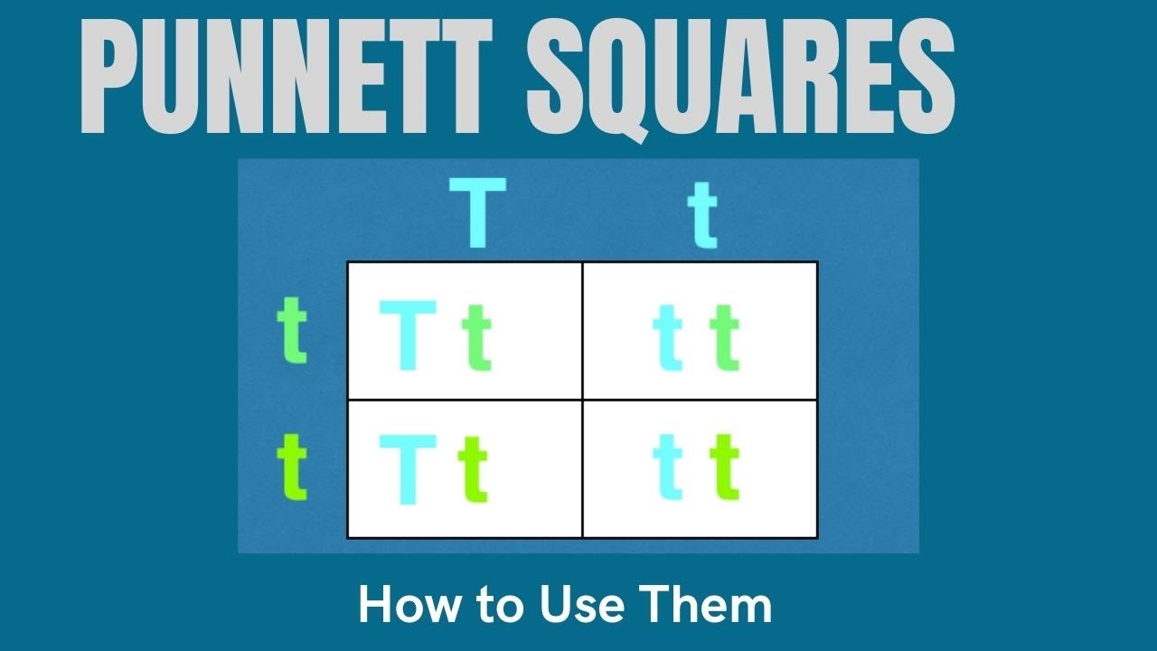 How to use Punnett Squares - YouTube