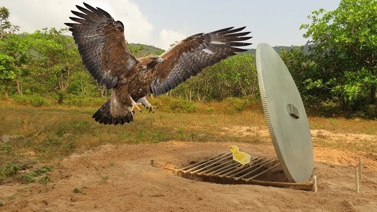 Eagle trap ⎟ Easy Trap With lid of the pot and deep hole - YouTube