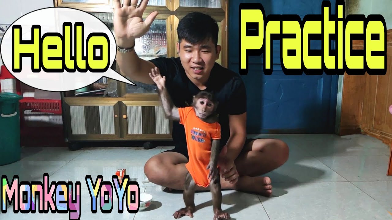 Monkey YoYo jr Practice hard to Hello to Everyone |Monkey Baby YoYo ...