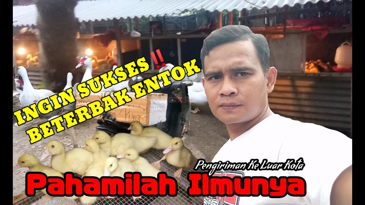 Ternak Entok Jadi Peluang Usaha || Entok Rambon Dan Lokal || Ide Bisnis ...