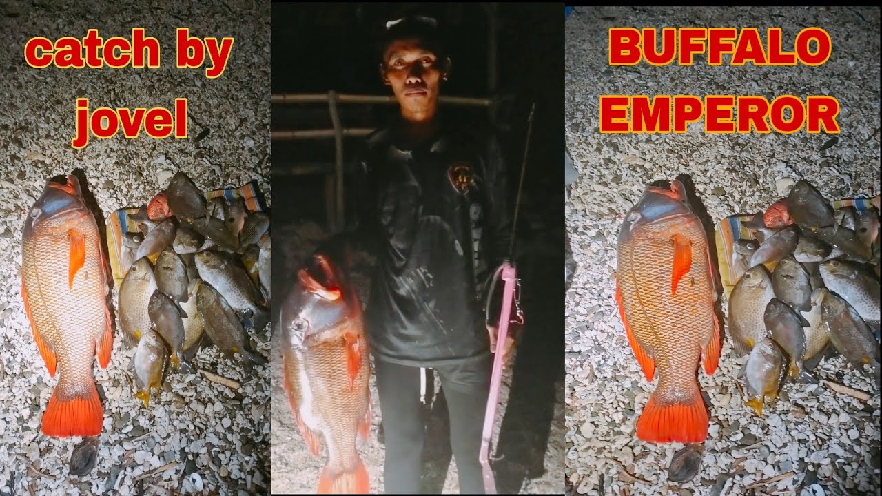 #ep50#nightspearfishing #nightspearfishingphilippines (Buffalo emperor ...