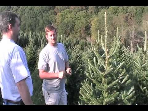 Crooked Pines Farm - Fraser Fir Christmas Trees - YouTube