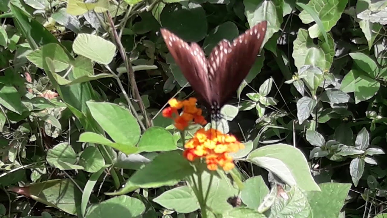 Butterfly Action #naturevideographyofsrilanka # - YouTube