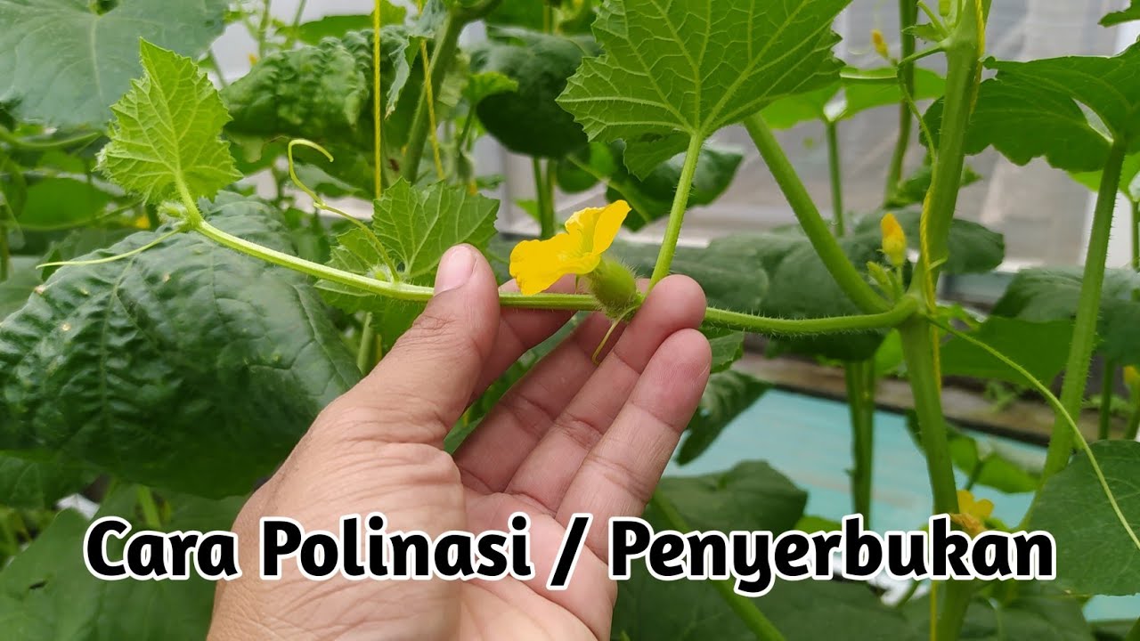 Cara Polinasi/Penyerbukan Melon Agar Buah Besar & Seragam - YouTube