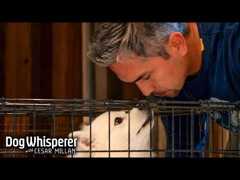 Cesar Asserts Dominance Over Dog Who Thinks He Owns The House! | Dog Whisperer With Cesar Millan