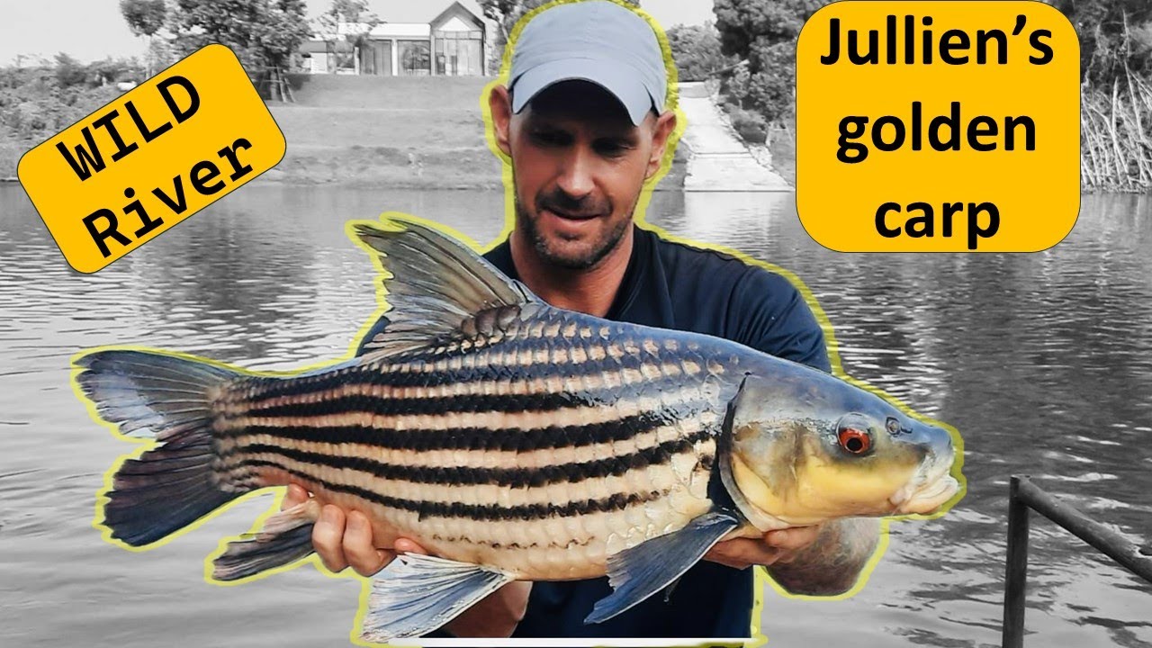 Fishing in thailand for the Julian's golden carp Khwae Noi River ...