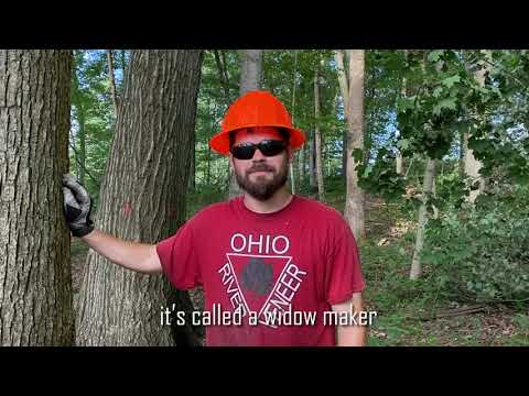 What is a widow maker? The dangers of logging - YouTube