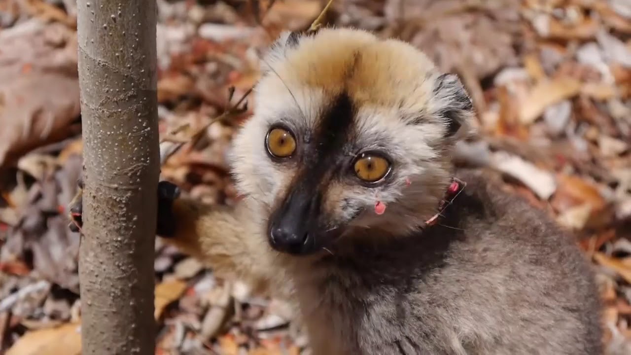Travel Madagascar Highlights of A Magical Country - YouTube