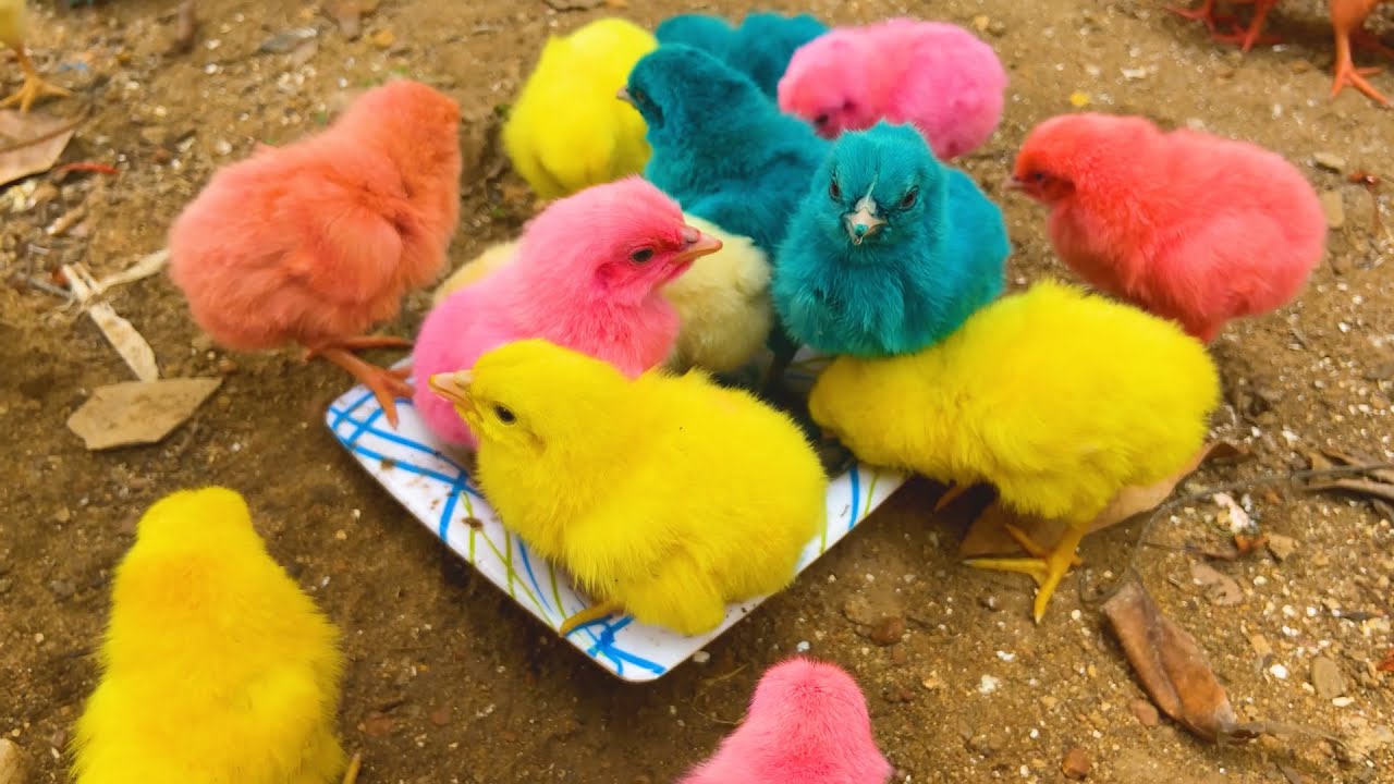 Colour chicks are playing while hunting food | Colour chicks sounding ...