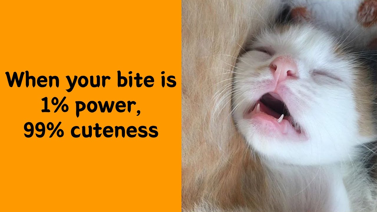 50 Cat “Teefies” So Cute They Should Be Illegal - Cute cat - YouTube