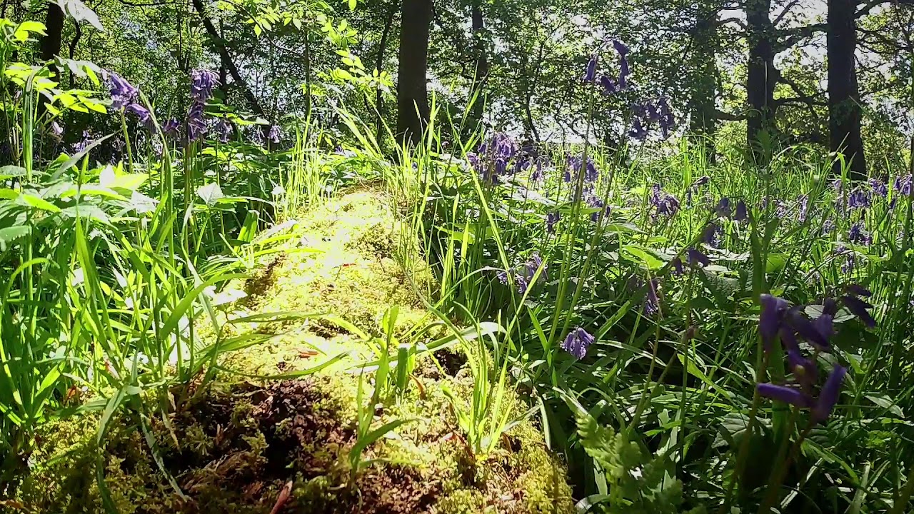 Bluebell Wood - YouTube