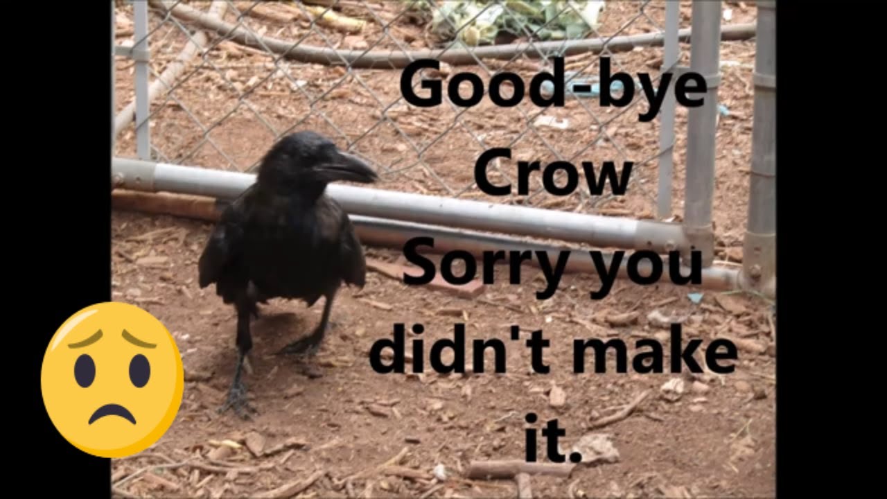 The crow died - YouTube