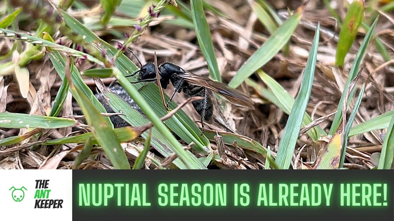 Nuptial Flights - Queen Ants Are Flying Near You! - YouTube
