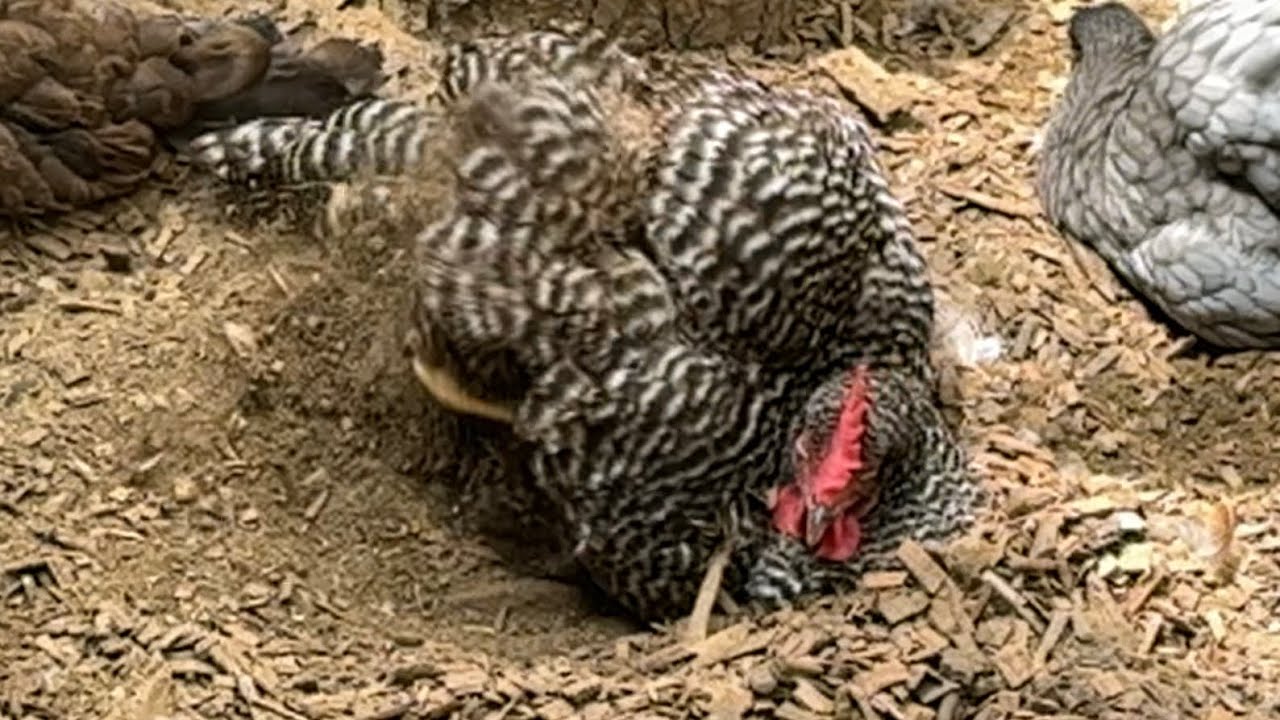 Chicken Takes a Dust Bath in Slow Motion - YouTube